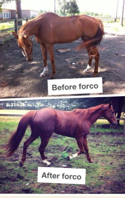 FORCO | Buy Feed Supplement - Horses, Bulls, Cats & Dogs