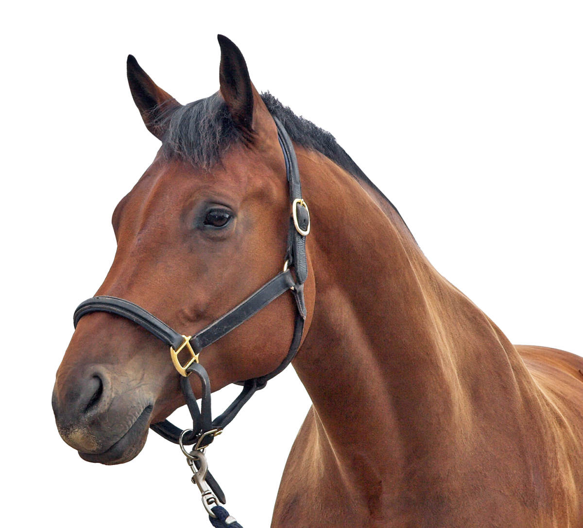 Horse Feed Supplements for Denver, CO